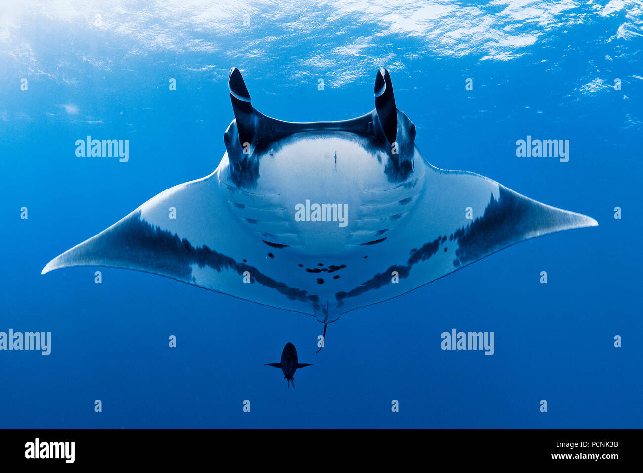 Oceanic mantas hi-res stock photography and images - Alamy