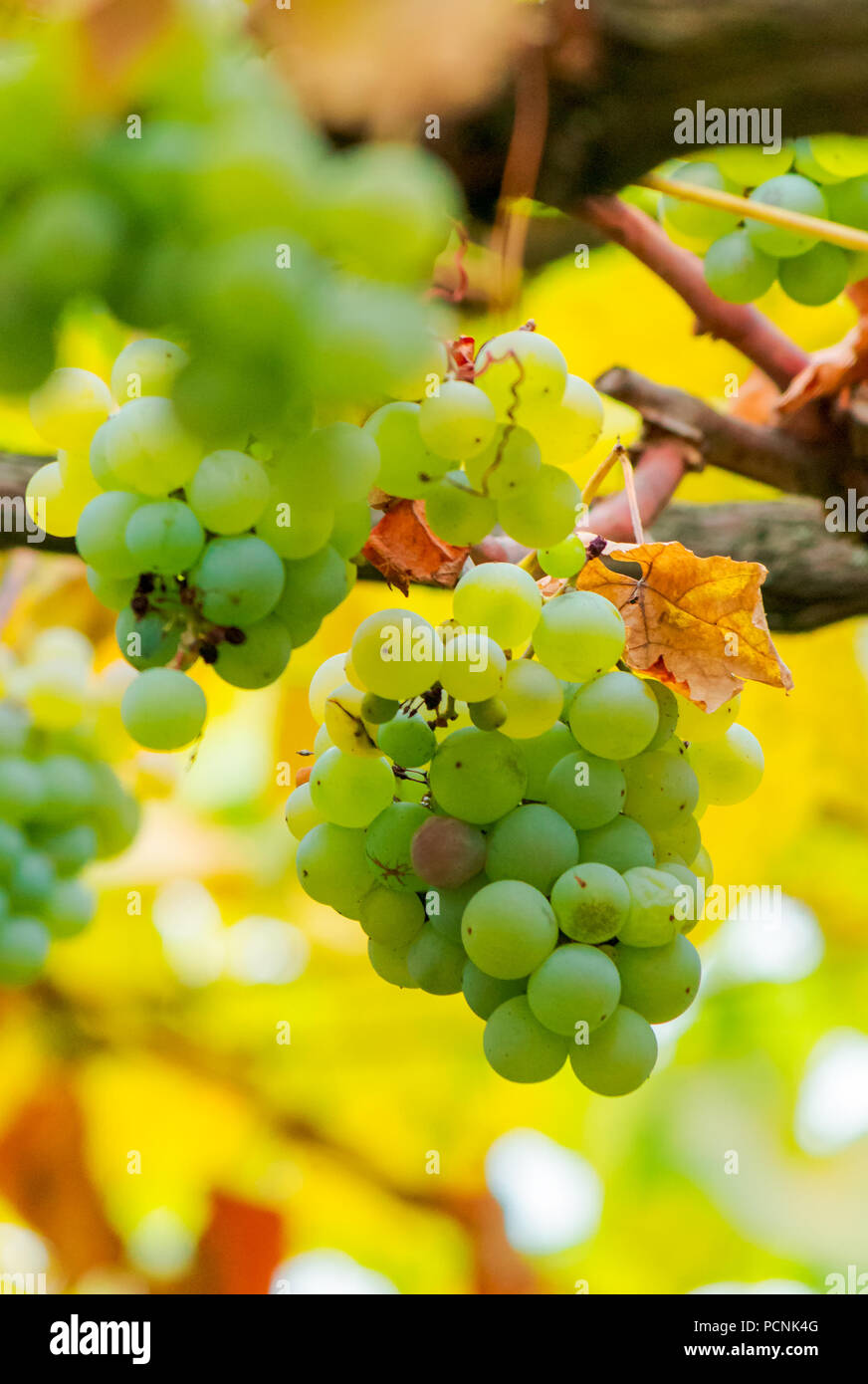 White grape vine hi-res stock photography and images - Alamy