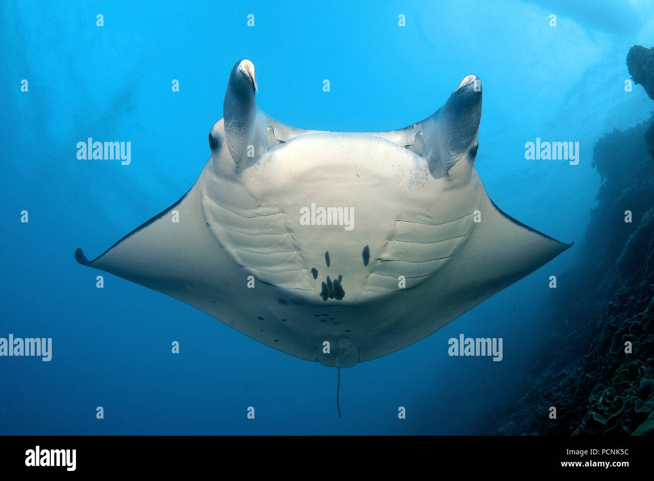 Giant Oceanic Manta Ray Manta High Resolution Stock Photography and ...