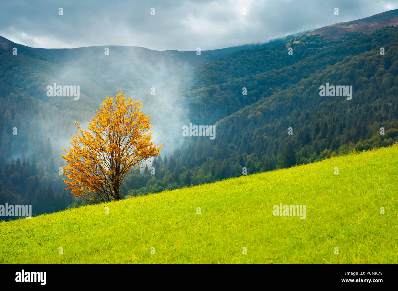 Golden tree foliage hi-res stock photography and images - Alamy