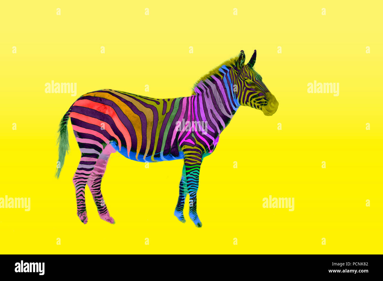 Digitally enhanced image of a multi colored painted plains zebra on ...