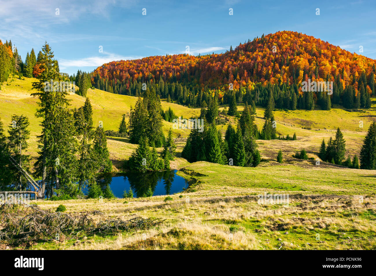 Grassy pond hi-res stock photography and images - Alamy