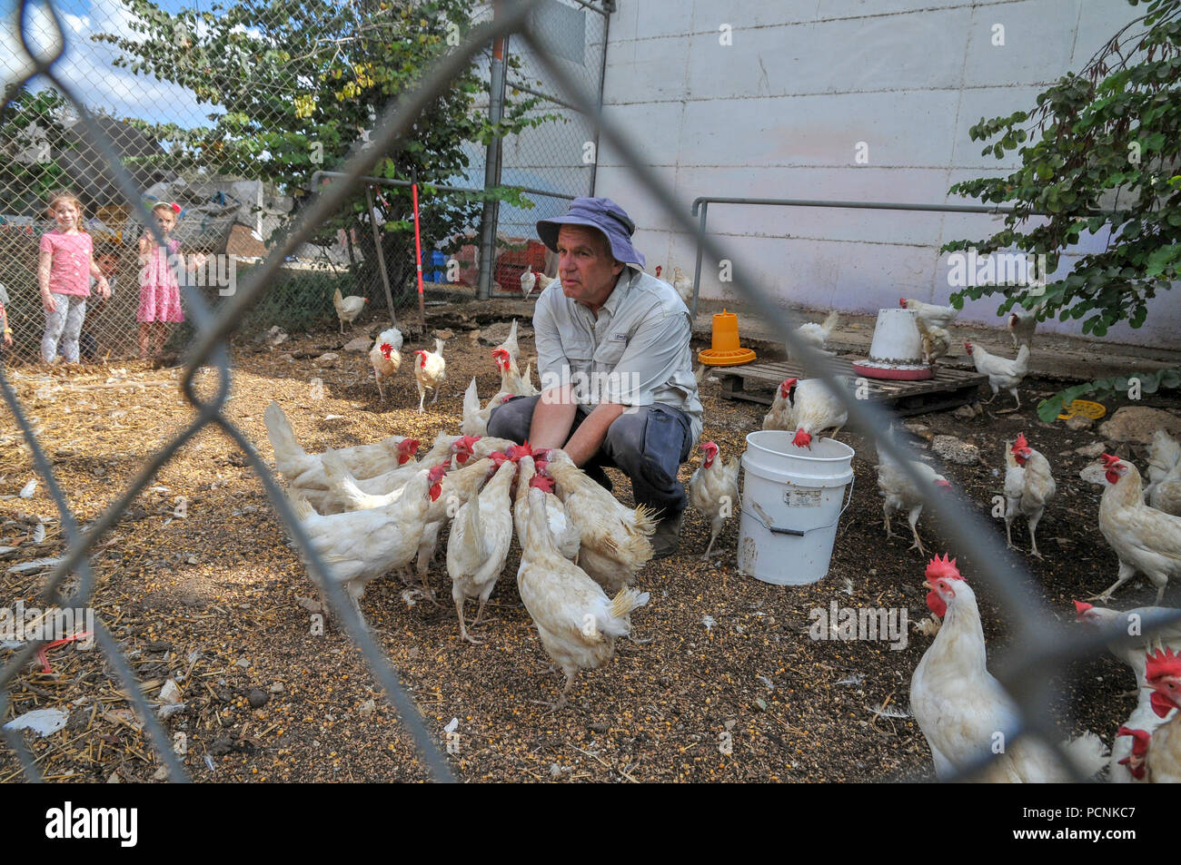 Chicken feed corn hi-res stock photography and images - Alamy