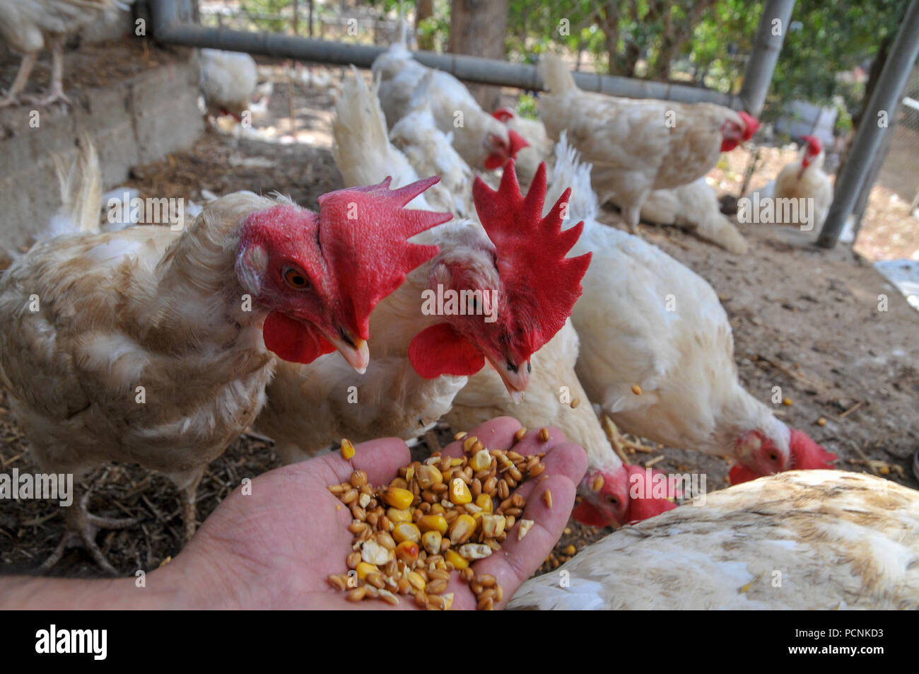 Farmer feeds free range chickens with corn out of his hand Stock Photo ...