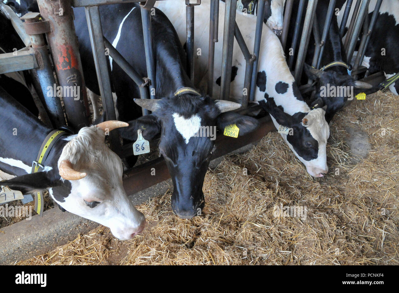 cows in dairy farm the animals in a pen. Photographed at Kibbutz harduf ...