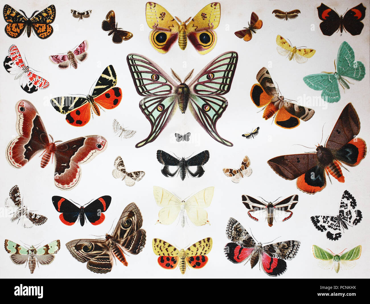 Various insects hi-res stock photography and images - Alamy