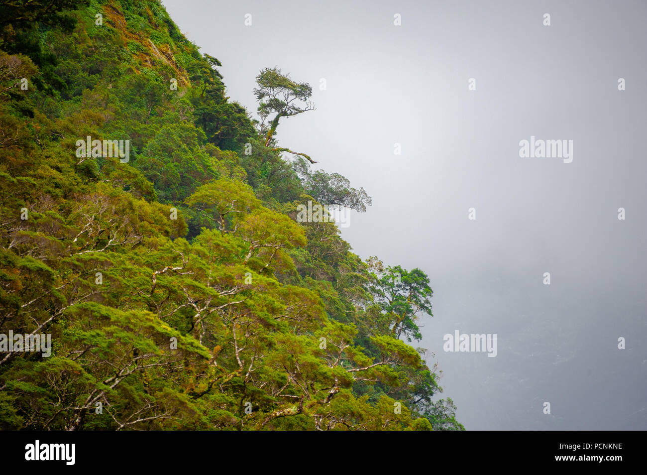 Fertile trees, big and small, grow abundantly on mountain slope at ...