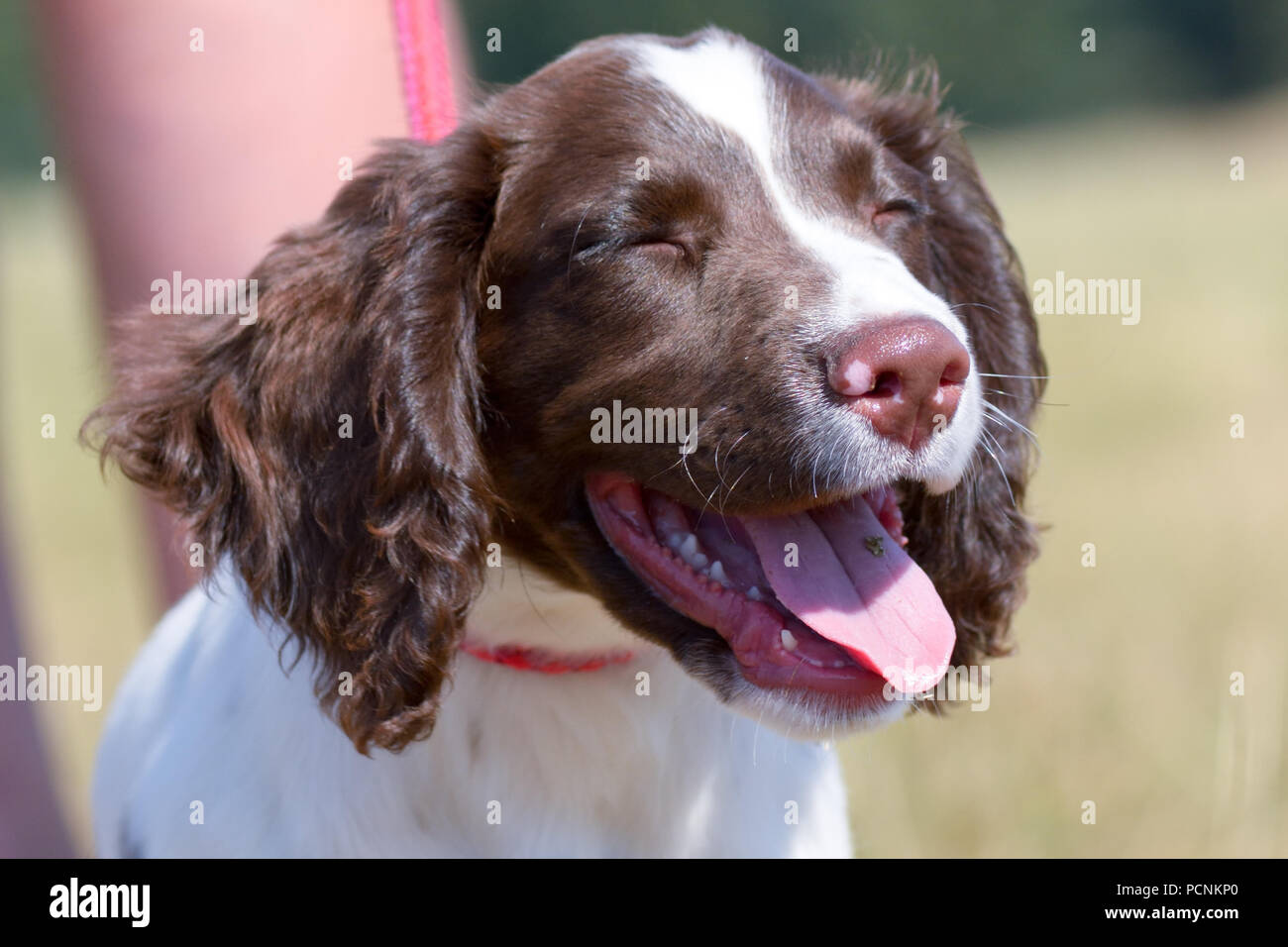 English springer spaniel puppy hi-res stock photography and images - Alamy