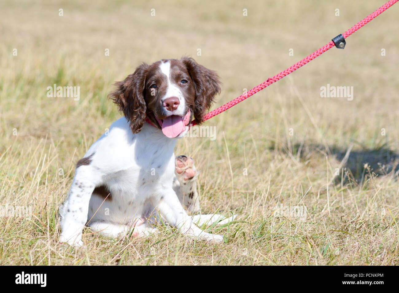 English springer spaniel puppy hi-res stock photography and images - Alamy