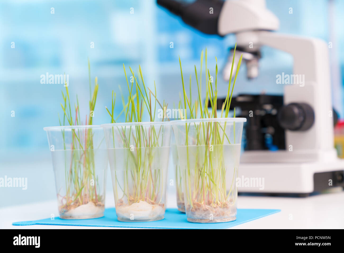 Grass end microscope in biological lab Stock Photo - Alamy