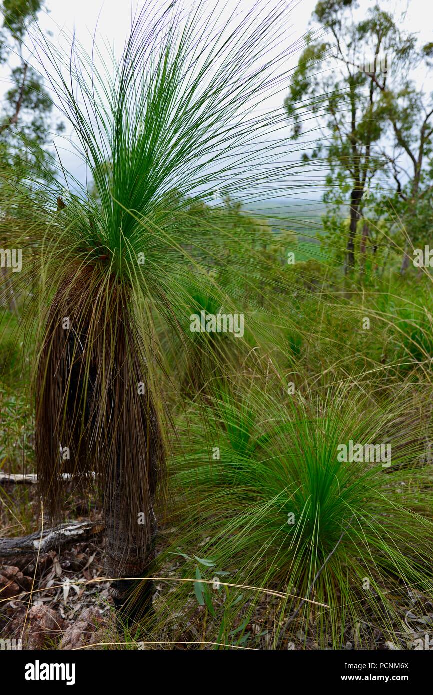 Dry sclerophyll forest hi-res stock photography and images - Alamy