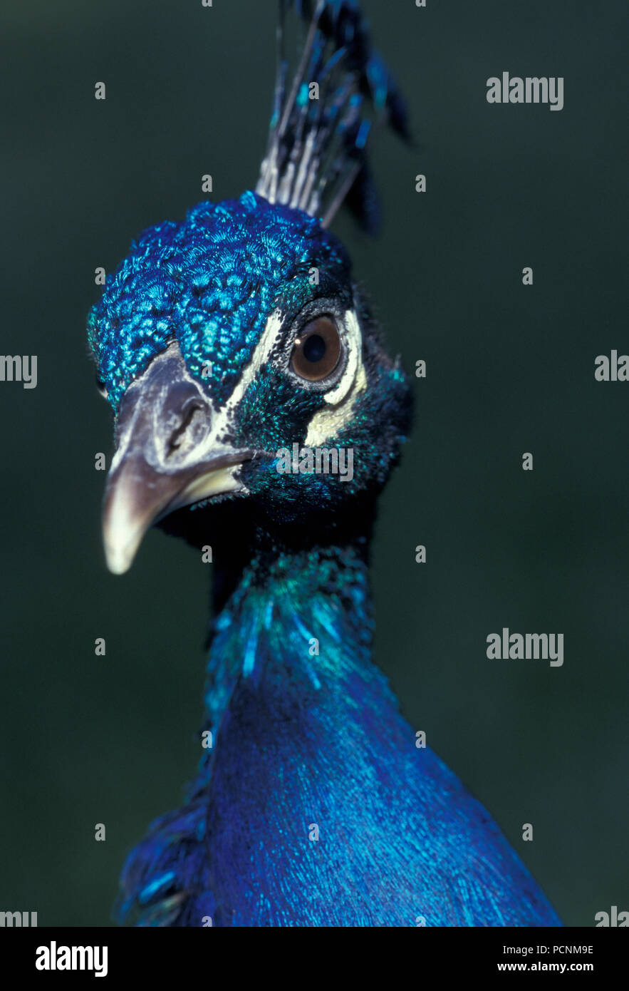 NOT 1190898 PEAFOWL PEACOCK Pavo cristatus Stock Photo - Alamy