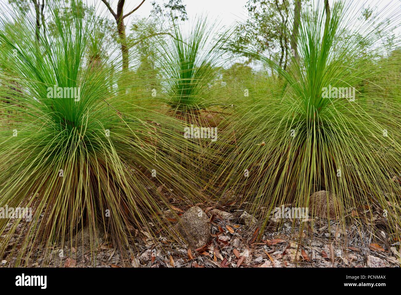 Sclerophyll Forest Stock Photos & Sclerophyll Forest Stock Images - Alamy