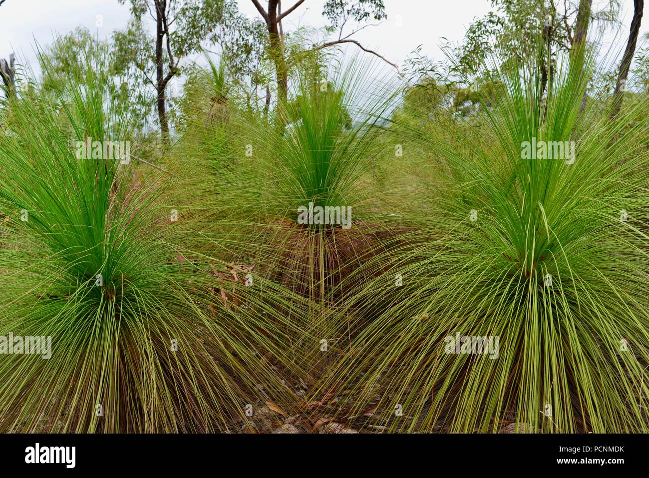 Three Grasstrees growing in a dry sclerophyll forest, Cardwell ...