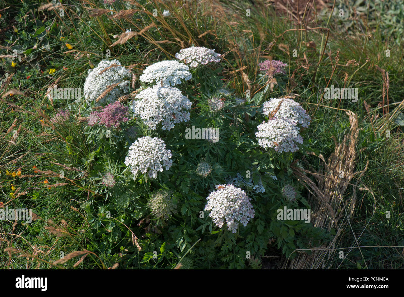 Wild sea carrot, Daucus carota subsp. gummifer, flowering on cliffs in ...