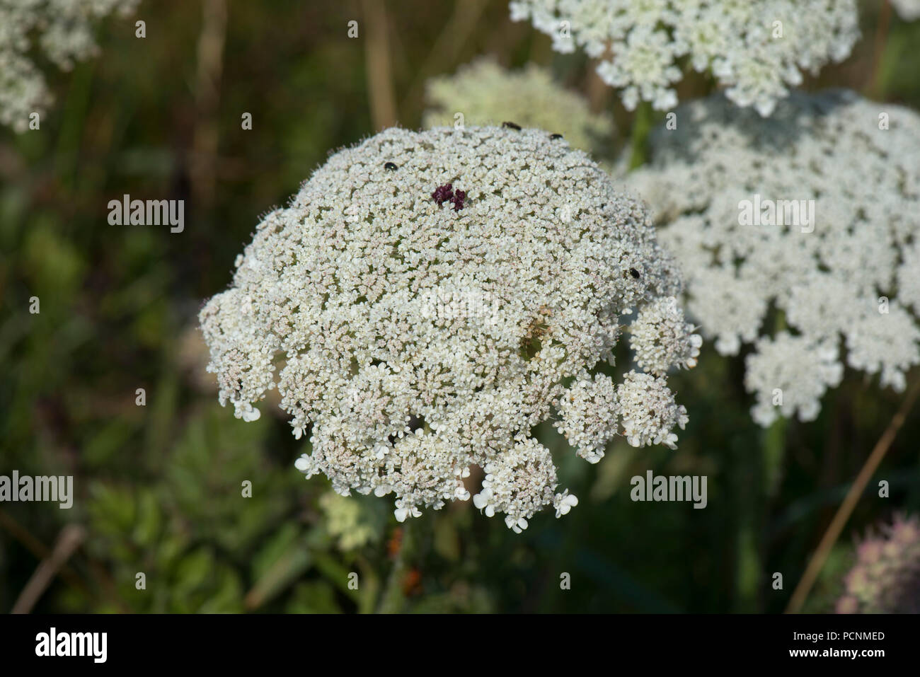Gummifera hi-res stock photography and images - Alamy