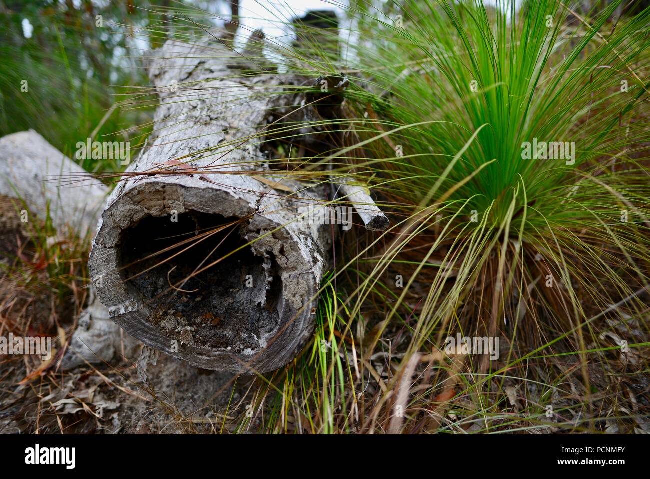 Microhabitats hi-res stock photography and images - Alamy