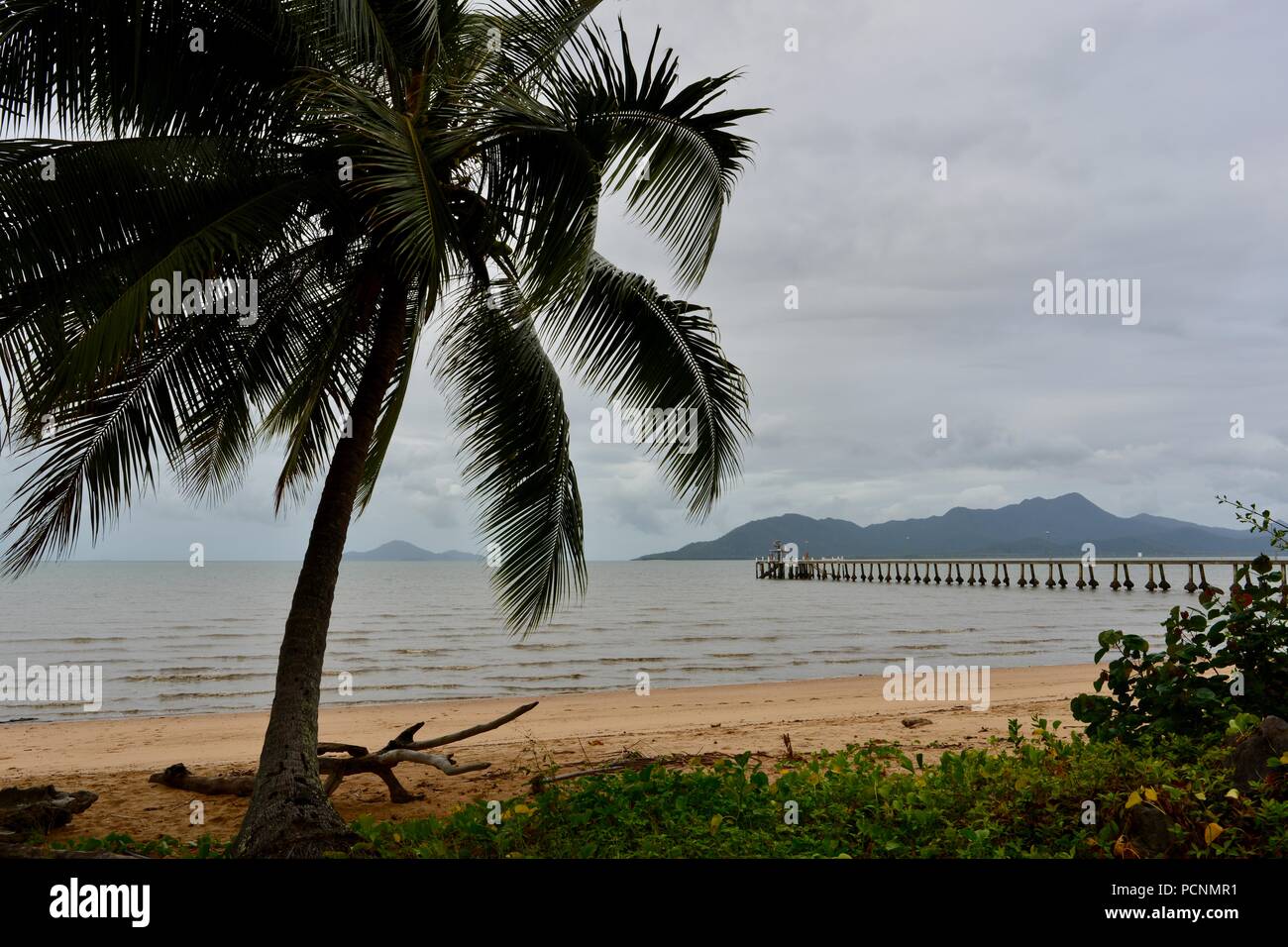 The Cardwell Jetty Hinchinbrook island a beach and a coconut palm tree ...