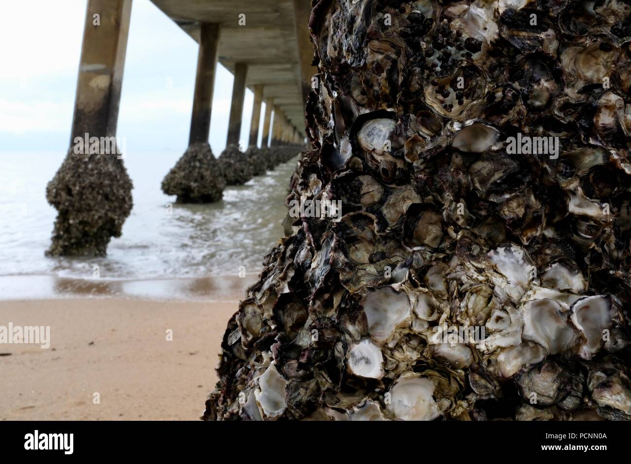 The Cardwell Jetty, Cardwell, Queensland, Australia Stock Photo - Alamy