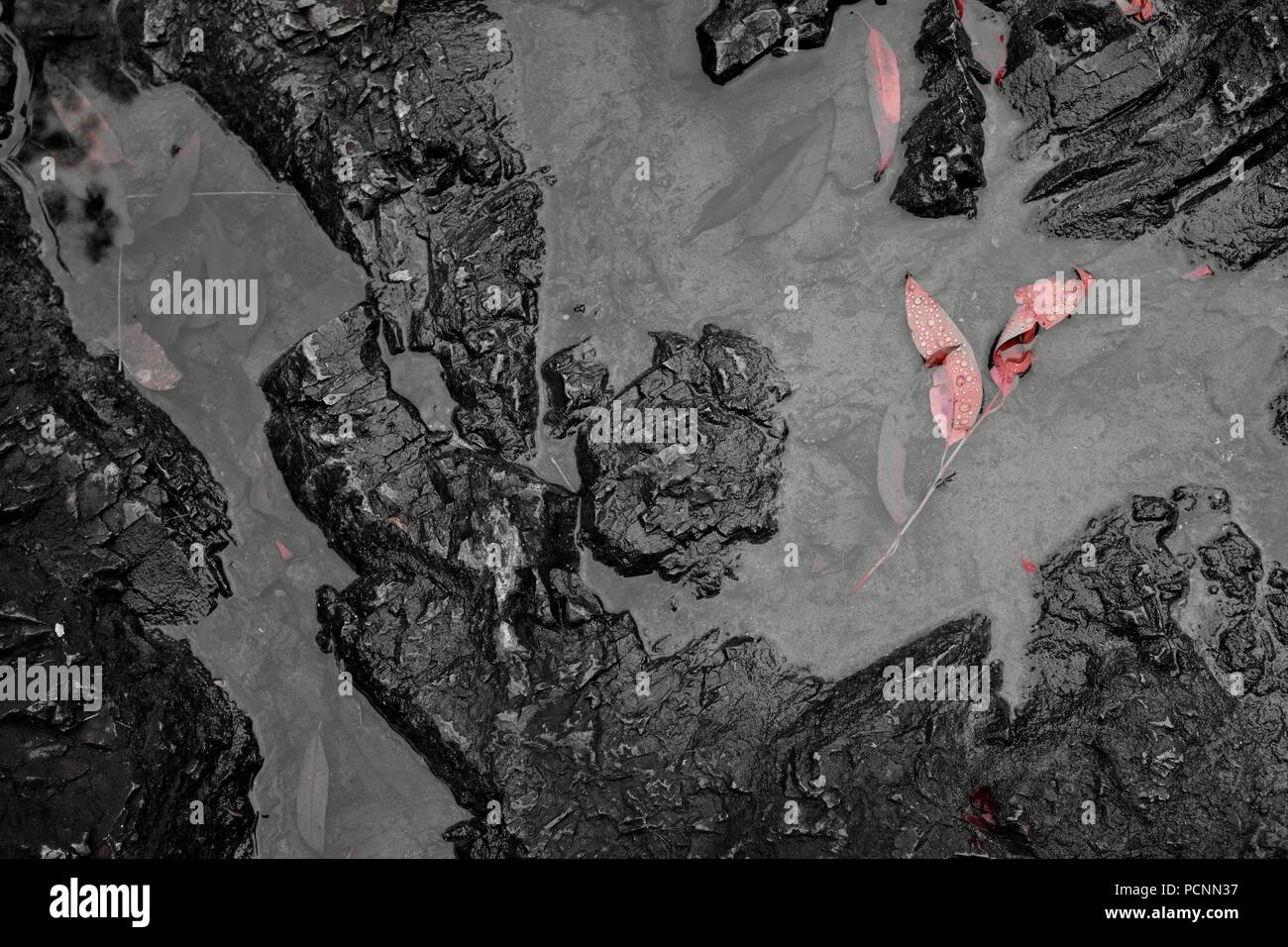 Black And White Rainforest Images High Resolution Stock Photography and ...