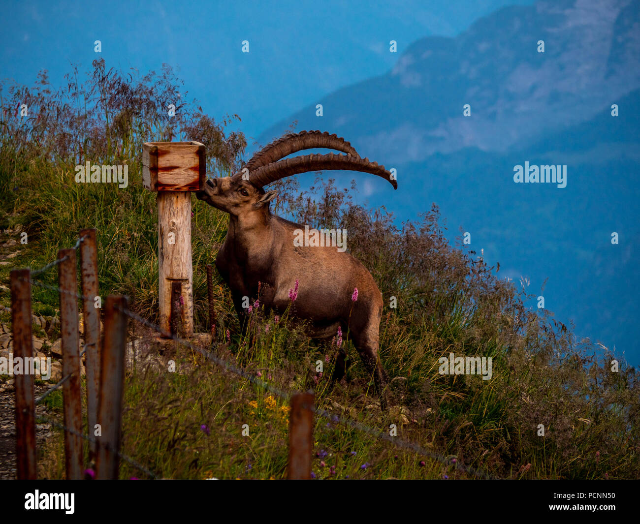 Swiss national park ibex hi-res stock photography and images - Alamy