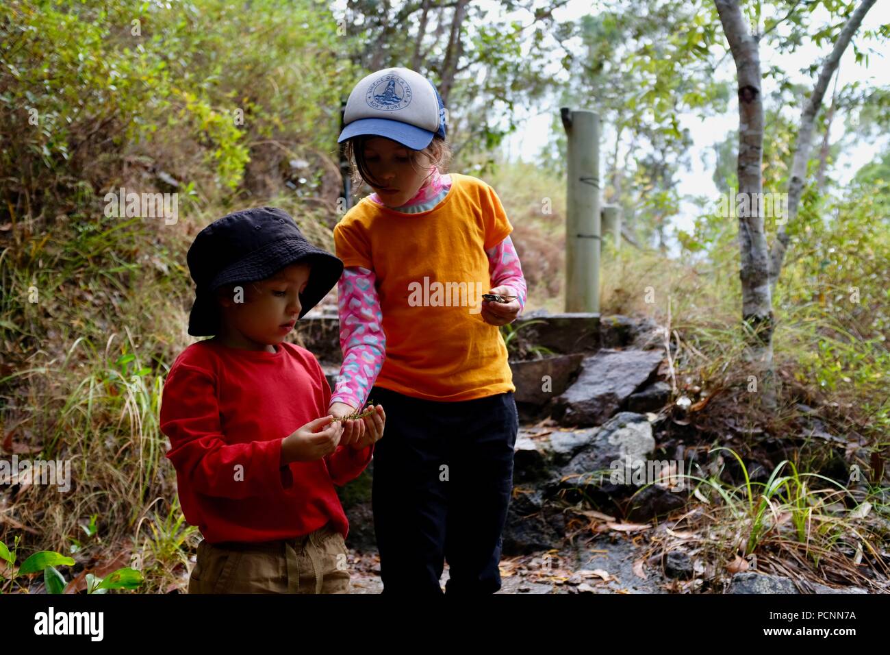 Children walking through a forest, Cardwell, Queensland, Australia ...
