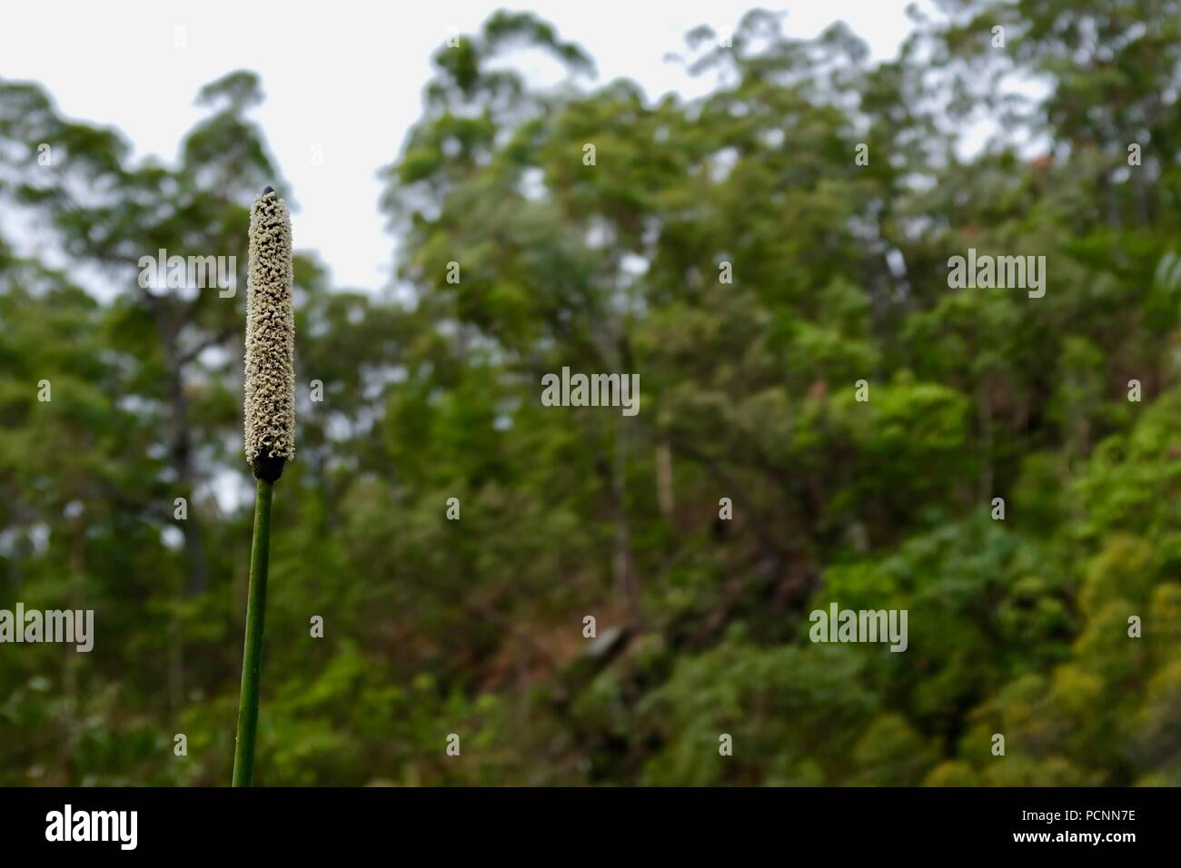 Cardwell, Queensland, Australia Stock Photo - Alamy