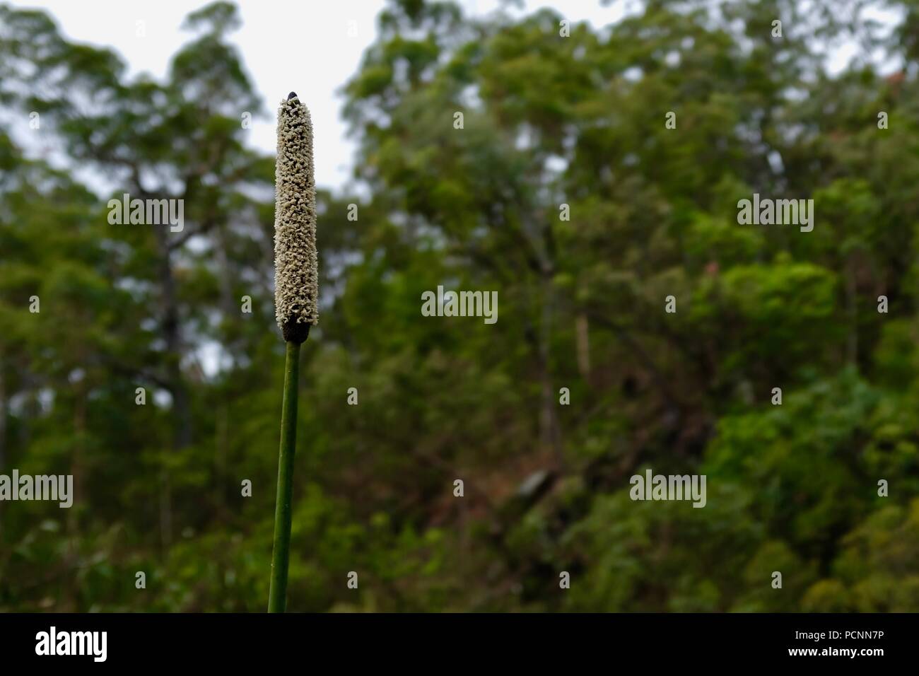 Cardwell forest drive hi-res stock photography and images - Alamy