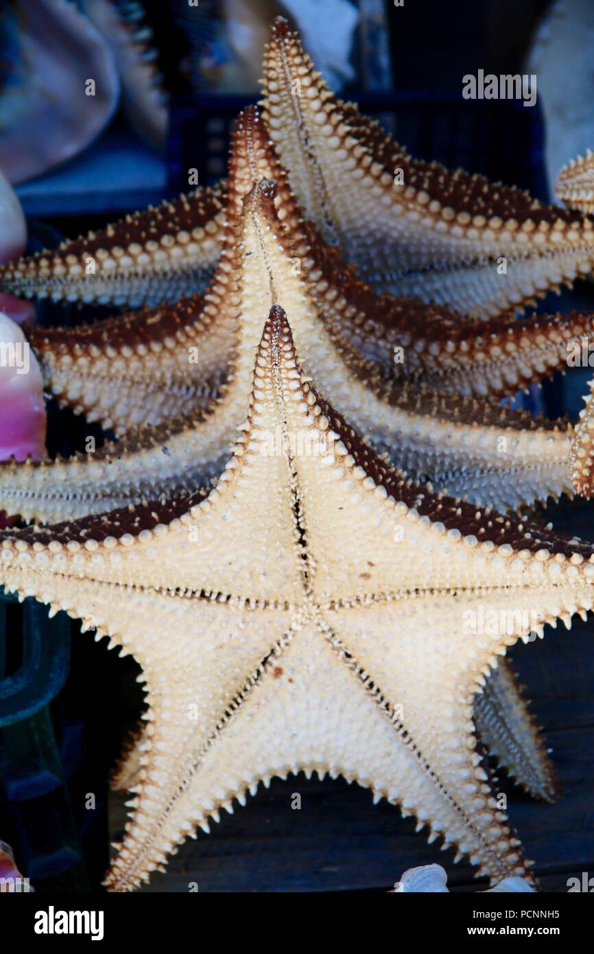 Starfish explore hi-res stock photography and images - Alamy