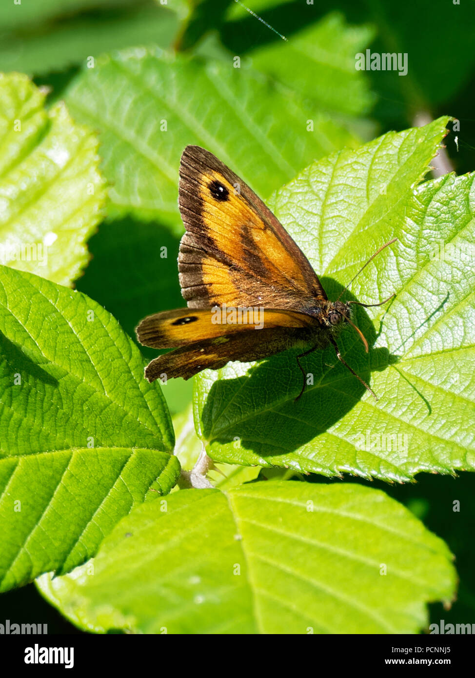 Flying gatekeeper butterfly hi-res stock photography and images - Alamy