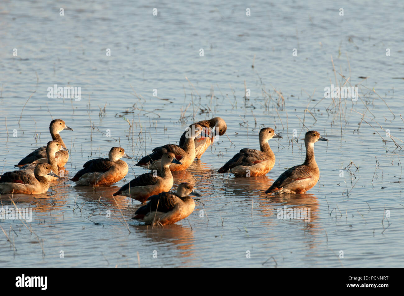 Siffleur hi-res stock photography and images - Alamy