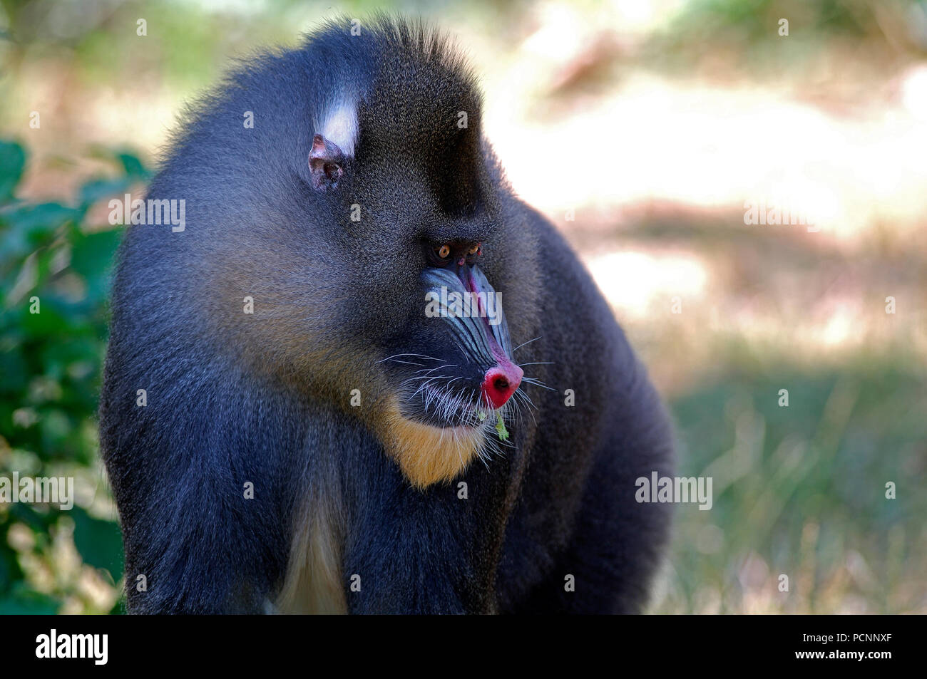 Mandrillus hi-res stock photography and images - Alamy