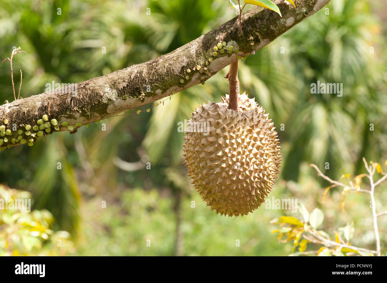 Fruit of the durian zibethinus hi-res stock photography and images - Alamy