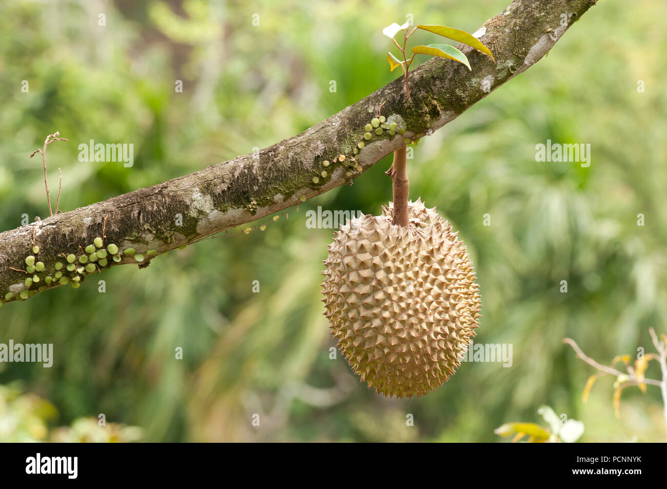 Durian - Thailand - (Durio zibethinus Stock Photo - Alamy