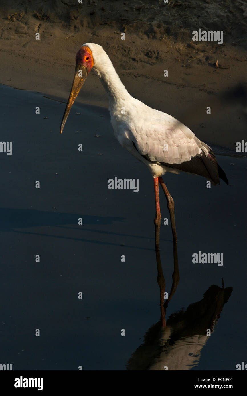 A Yellow-billed Stork stands motionless in the Katuma River waiting for ...