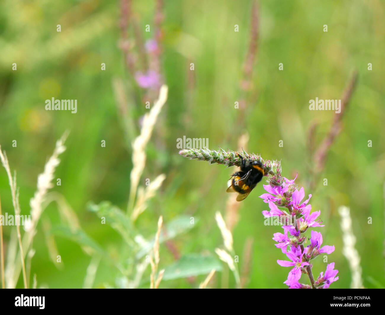 Black and yellow striped bee hi-res stock photography and images - Alamy