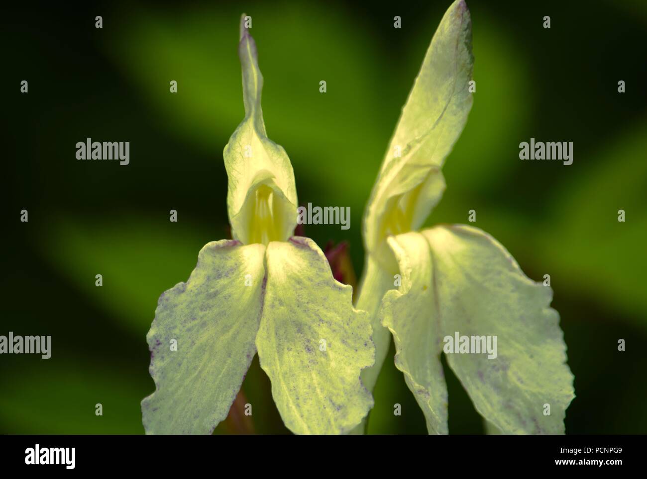Parrot plant flower Stock Photo - Alamy