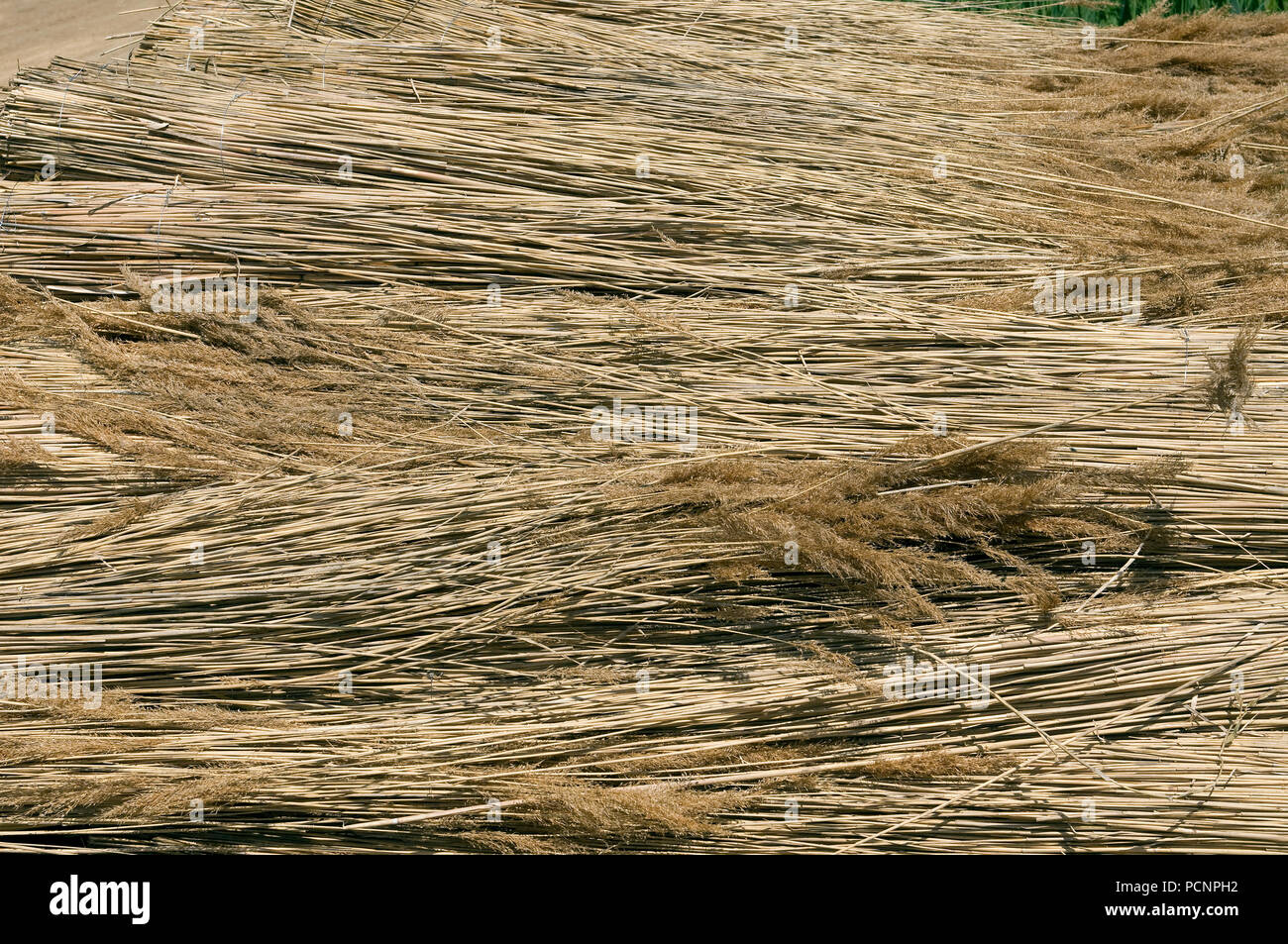 Sagno hi-res stock photography and images - Alamy