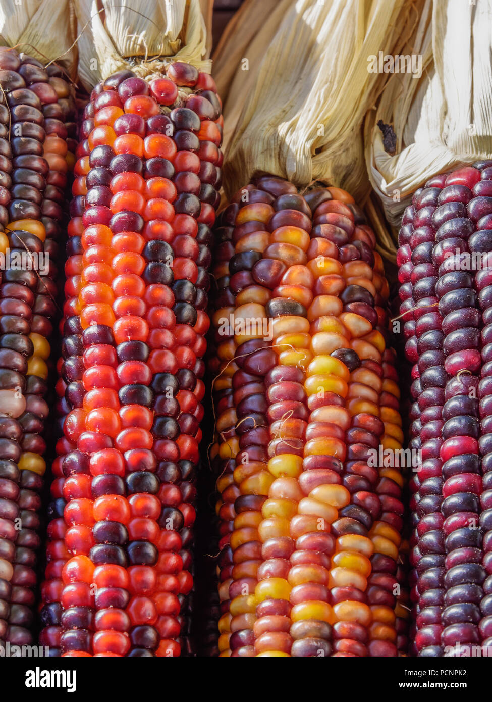 Colorful indian corn closeup hi-res stock photography and images - Alamy