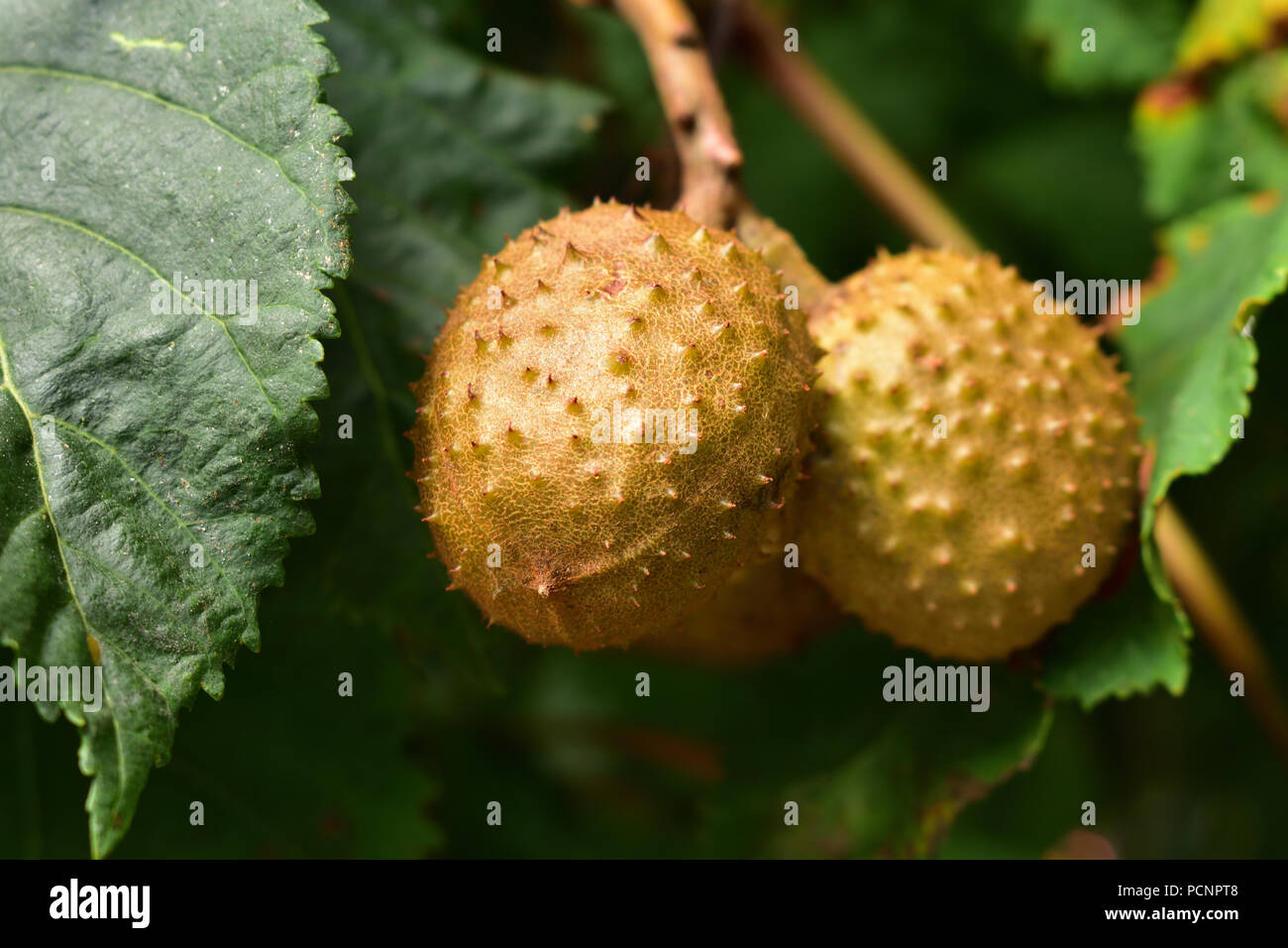 Conker pods hi-res stock photography and images - Alamy