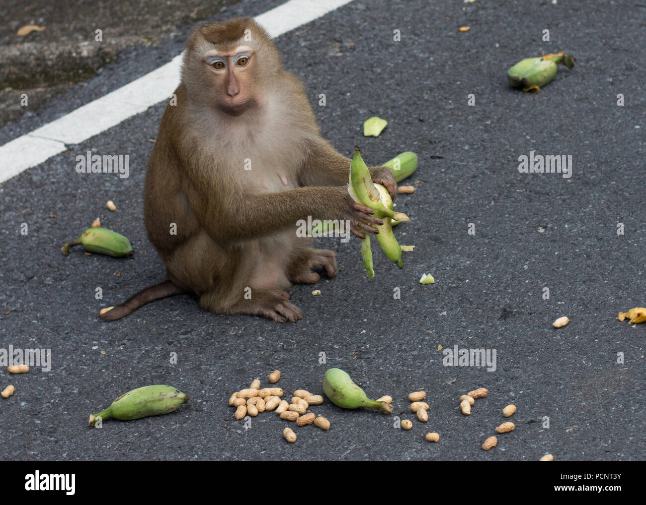 Toh Sae Hill also known as Monkley Hill in Phuket Stock Photo - Alamy
