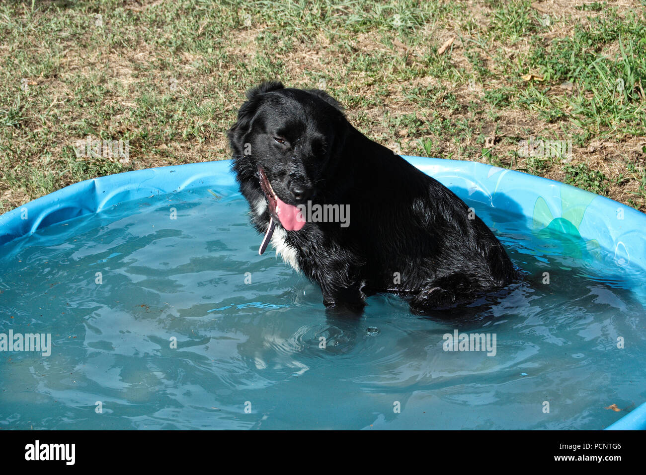 Friendly pet dogs playing in the back yard swimming pool Stock Photo ...