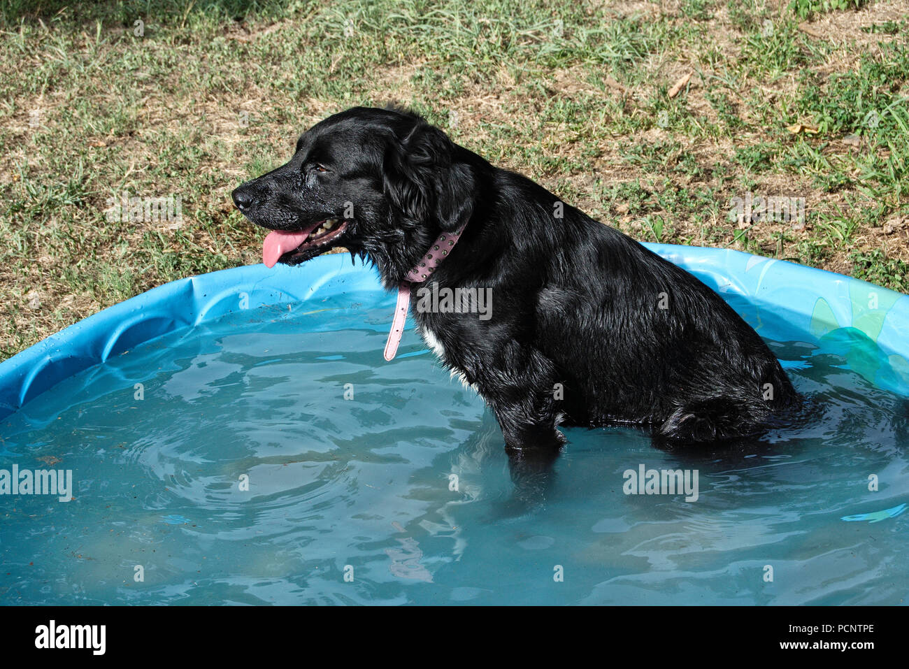 Friendly pet dogs playing in the back yard swimming pool Stock Photo ...