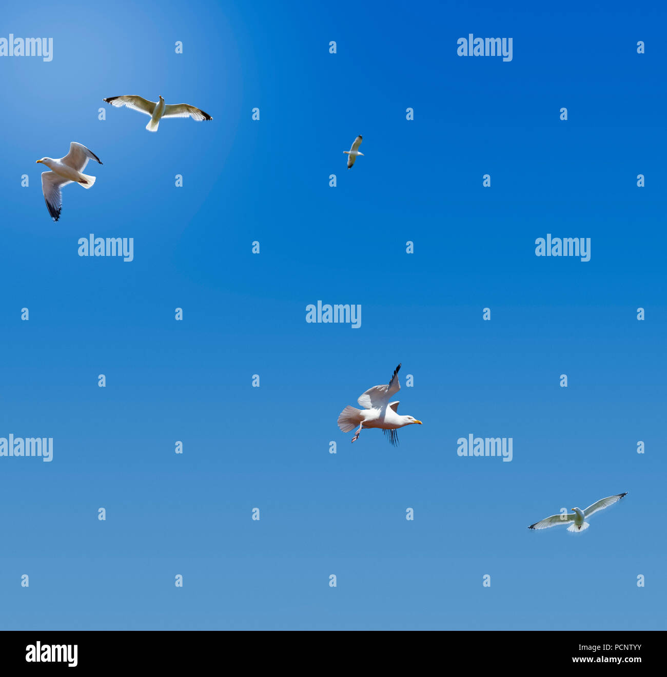 Flying flight soaring high hi-res stock photography and images - Alamy