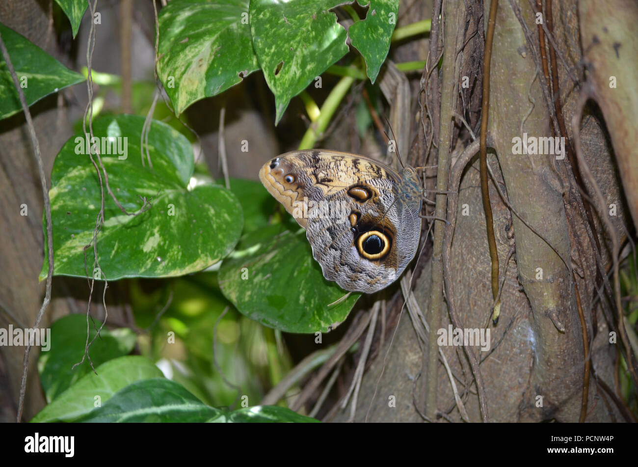 Stunning photo of a brown morpho butterfly resting on a vine Stock ...