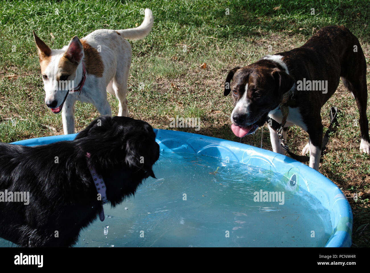Dogs Playing Pool Stock Photos & Dogs Playing Pool Stock Images - Alamy