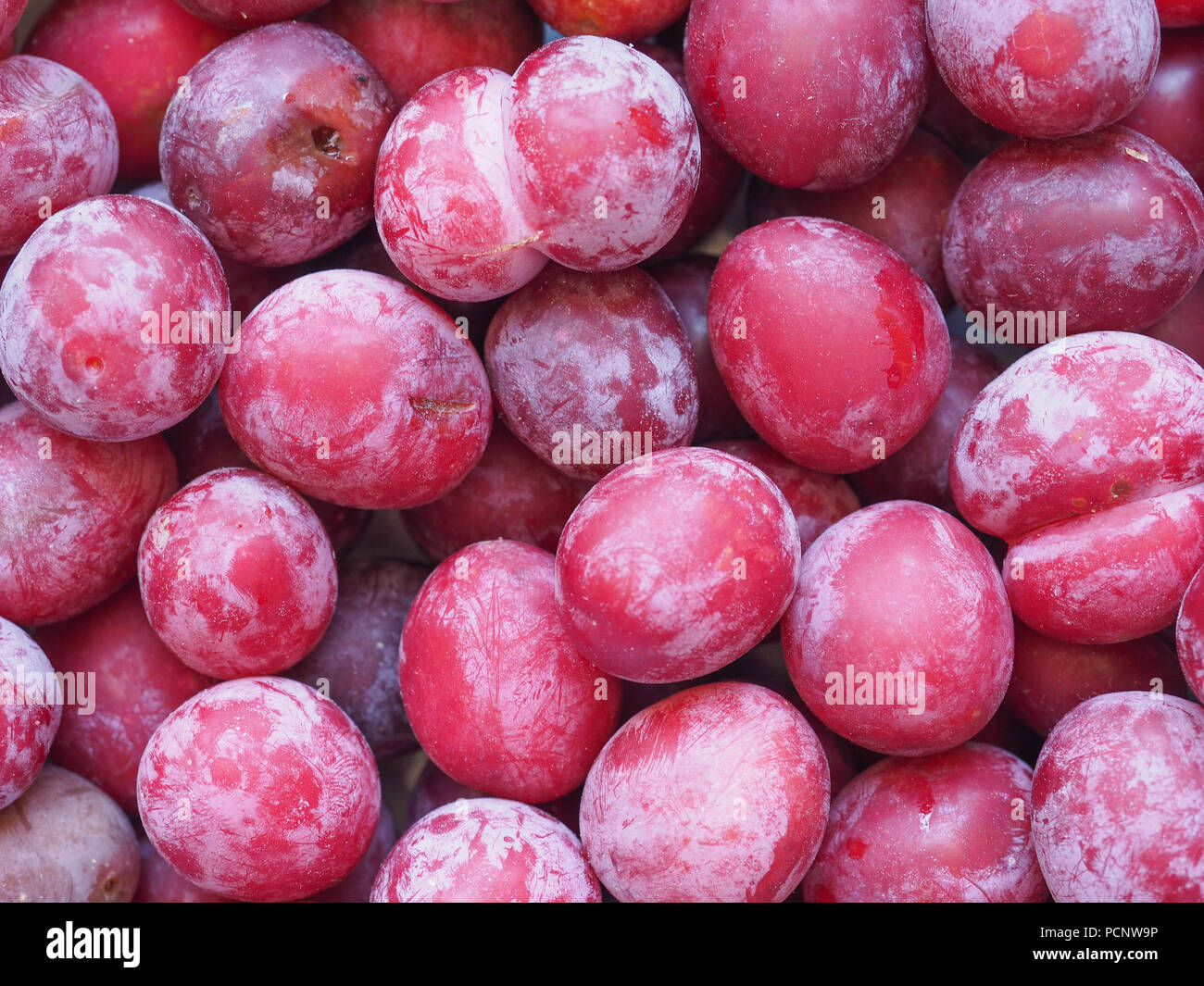 plum prune (Prunus domestica) aka European plum fruit vegetarian food ...