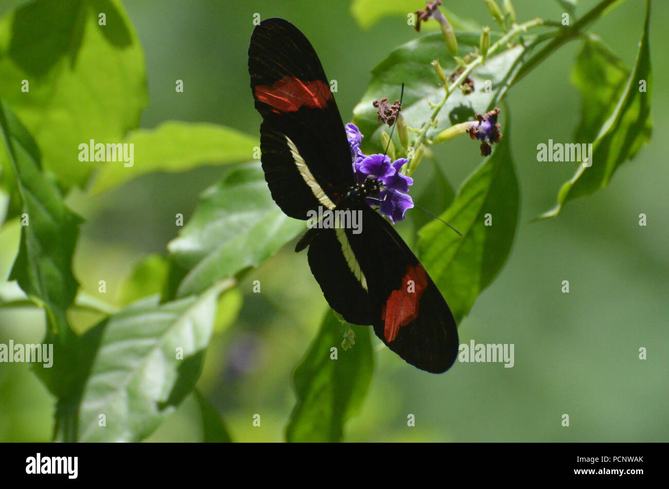Beautiful common postman butterfly hi-res stock photography and images ...