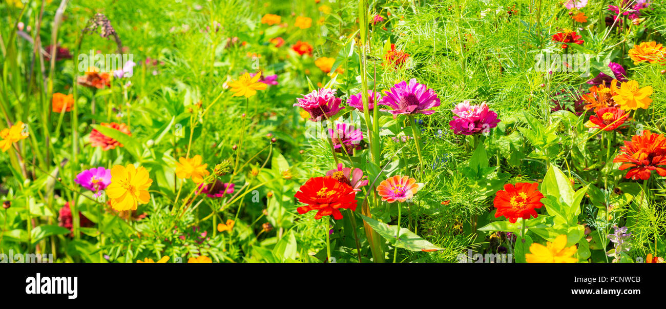 Summer meadow background hi-res stock photography and images - Alamy