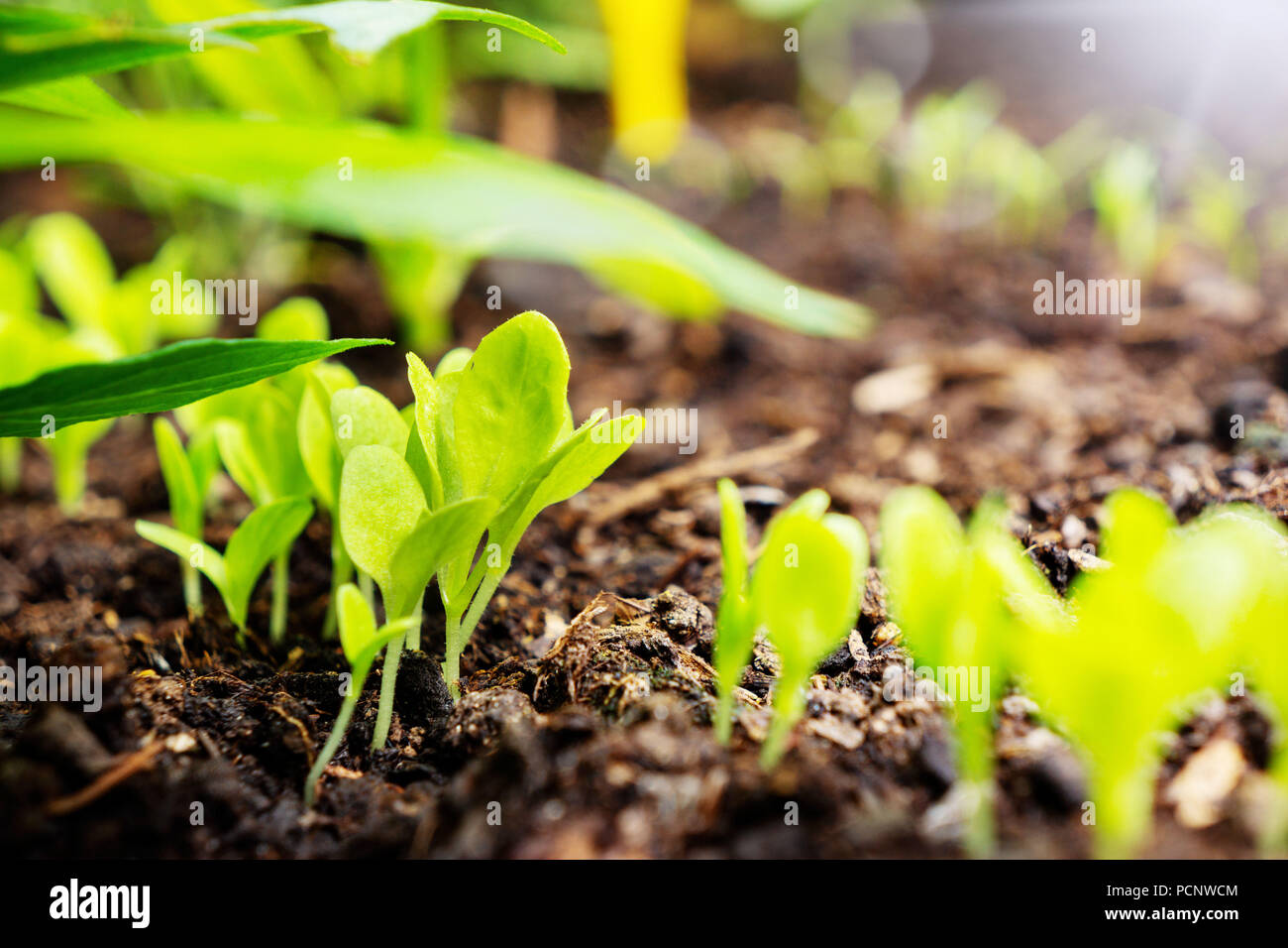 Young plants,seedlings in the bed Stock Photo - Alamy